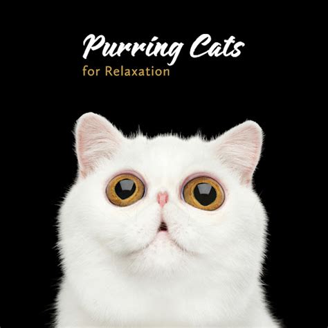 Meditation With Your Cat Youtube Music