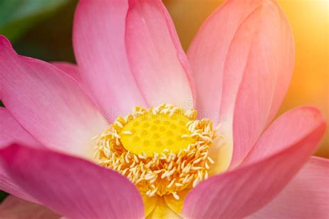 A Pink Lotus Flower Sways In The Wind Against The Background Of Their