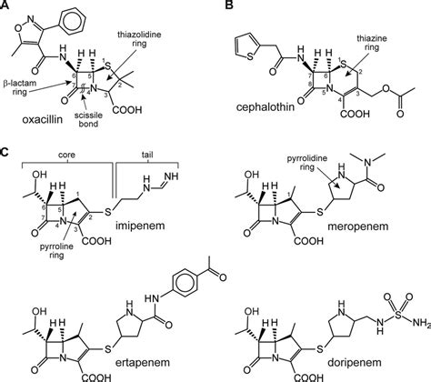 Chemical Structures Of Lactam Antibiotics A Structure Of The