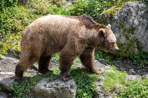 Majestic Brown Grizzly Bear Walking Along The Rocks On A Sunny Day In