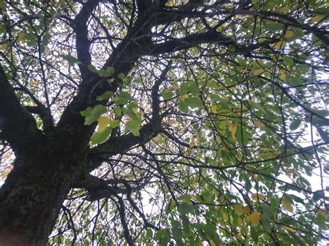 Tree By Chaotic Cosmo On Deviantart