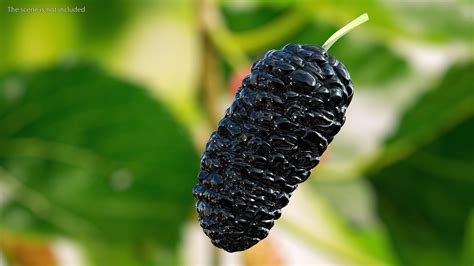 Berries Collection 2 3D Model $99 - .3ds .obj .max .c4d .ma - Free3D
