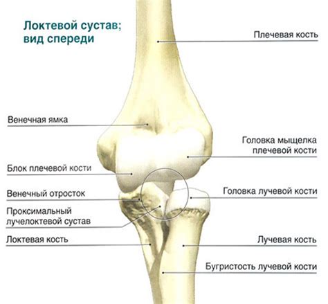 МРТ локтевого сустава в Москве Томография локтя