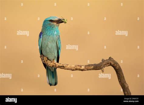 European Roller Holding Insect In Beak On Branch With Copy Space Stock