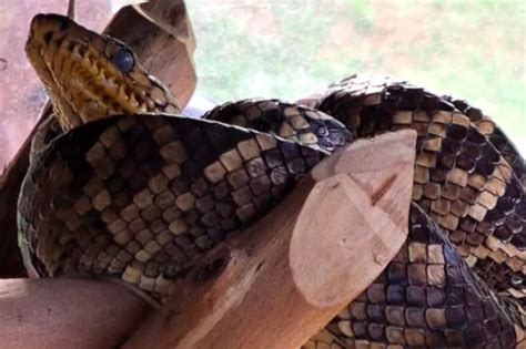 Conheça tipos de cobras brasileiras Blog da Cobasi