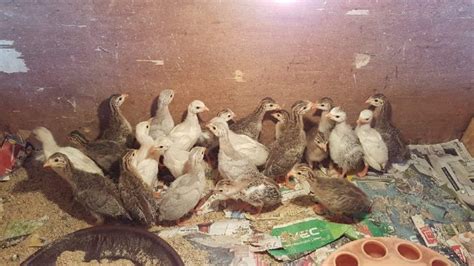 Prodajem Mlade Biserke [ Morke ]