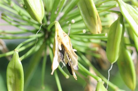 アガパンサスの花蕾葉種の様子 種類や育て方 優しい雨