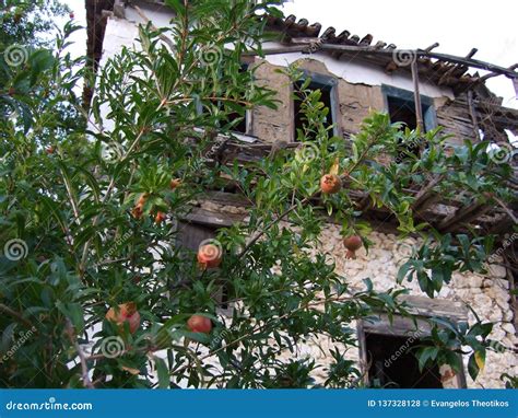 Albero Di Melograno Fotografia Stock Immagine Di Frutta 137328128