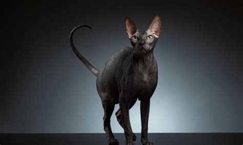 6 Things You Didn T Know About Sphynx Cats The Catington Post
