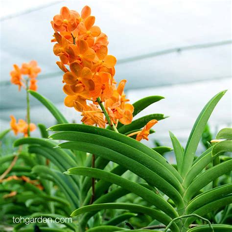 Vanda Ascocenda Suksamran Sunlight Toh Garden Singapore Orchid