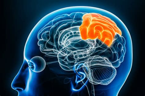 Lobo Parietal Lateral View Of The Brain Anatomy And Functions