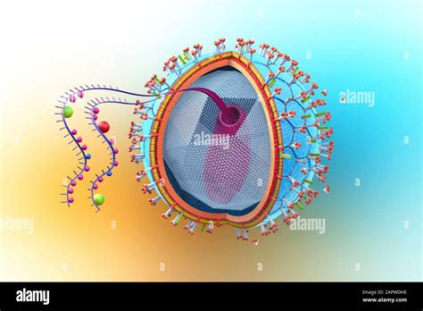 HIV Structure Illustration Stock Photo Alamy