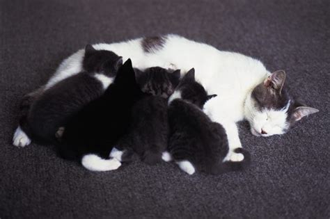 Por que Gatinhos recém nascidos Morrem