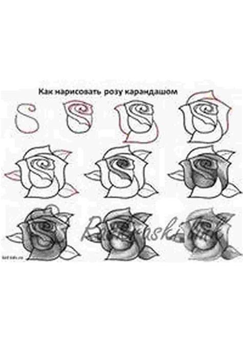 Раскраска цветы розы как нарисовать розу карандашом розы десять роз