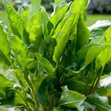 Buy Lemon Grass Herb Seeds Online From Nurserylive At Lowest Price