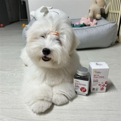 강아지영양제 추천 올인원츄 강아지 영양제 종합 기침 관절 심장 오메가3 네이버 블로그