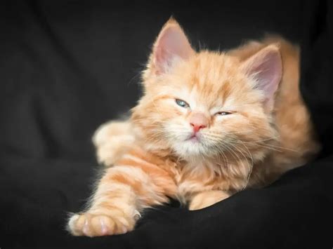 Can Indoor Cats Get Worms Types Of Worms And How Your Cat Can Possibly