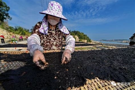 中国紫菜第一村北岸蒋山村的头水紫菜是这样炼成的 搜狐大视野 搜狐新闻