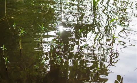 Premium Photo Reflections On The Calm Water Surface Of The Lake