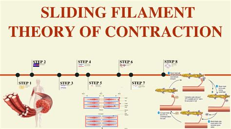 2 03 Muscle Contraction Assessment By Ashleigh On Prezi