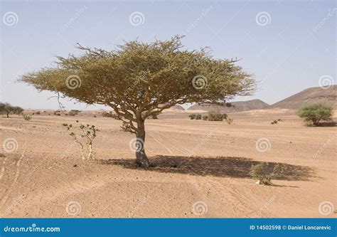 Tree In The Desert Stock Photo Image Of Plant Acacia 14502598