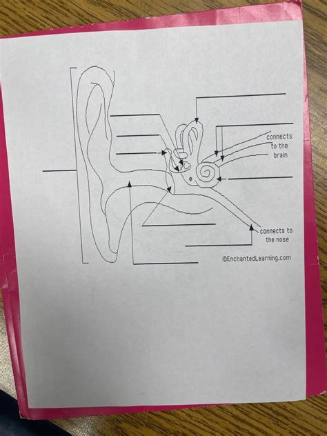 Ear Labeling Diagram Quizlet