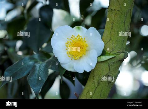 Blüte Kamelie Camellia japonica Kyo Nishiki Blüte Kamelie Camellia