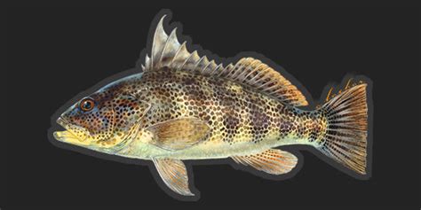 Spotted Sand Bass
