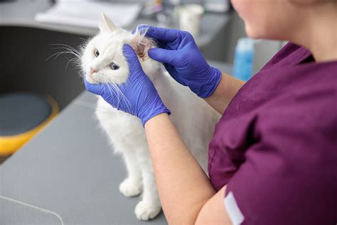 Yeast Infection In Cats Malassezia Dermatitis Our Vet Discusses