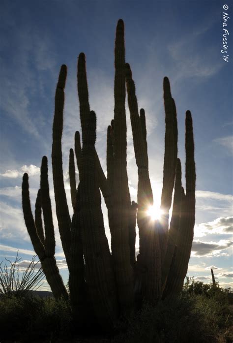 Long Fingered Cacti And Bumpy Rides Organ Pipe Cactus National