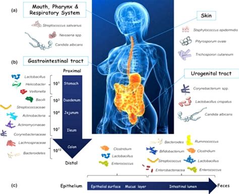 장온균 마이크로바이옴 Microbiome 미생물 유전자 장내 세균 분석 검사 체온 올리는 방법 한국의과학연구원