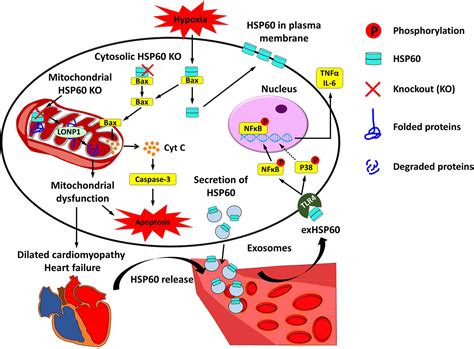 Frontiers Heat Shock Protein In Hepatocellular Carcinoma Insights Hot