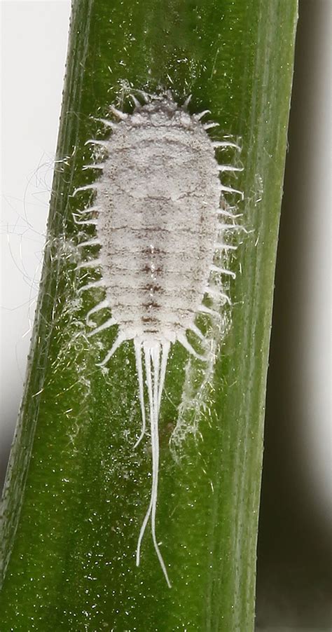 Bush Plum Carissa Spinarum How To Care All You Need To Know 🌿 Plantin