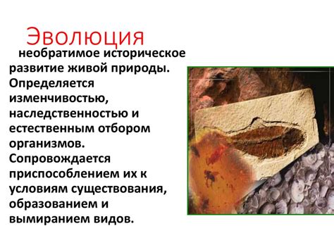 Доказательства эволюции органического мира презентация онлайн