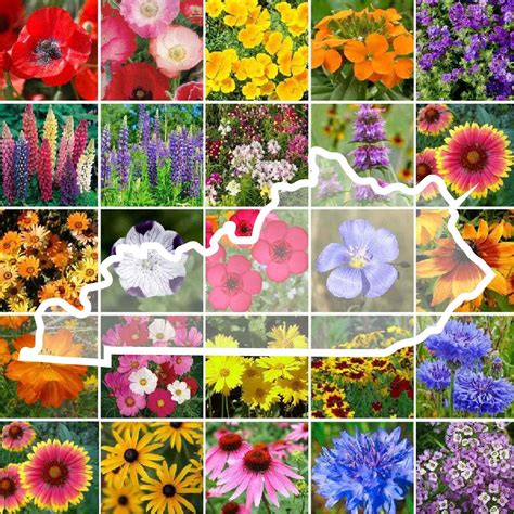 Kentucky Wildflower Seed Mix Eden Brothers