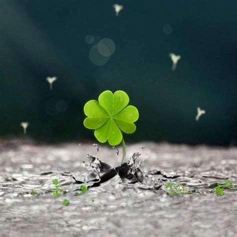 Four Leaves Clover Seeds 1g Lucky Grasses Plant Flower Organic Fresh