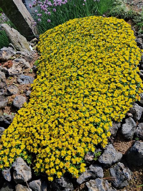 애기 기린초 당근 중고거래