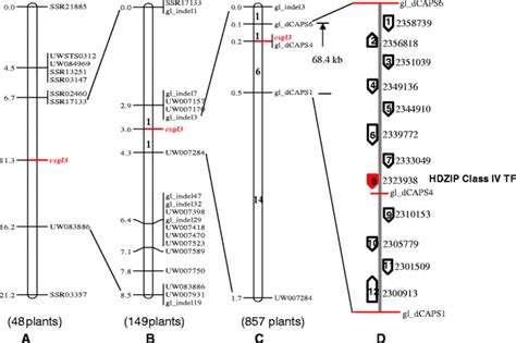 Fine Genetic Mapping Of The Csgl3 Locus A 68 4 Kb Region In Chromosome