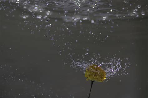 노란 금잔화 꽃에서 물표면위로 물들이 튀어나옵니다 순수성 화장품 및 아름다움 자연 개념 0명에 대한 스톡 사진 및 기타 이미지