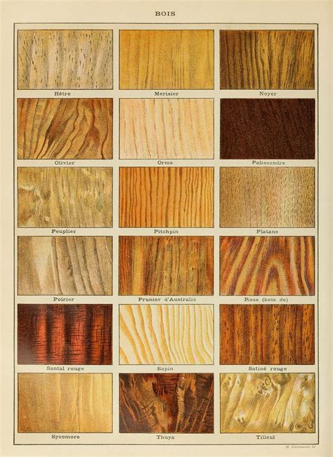 Wood Types Print Vintage Style Tree Species Illustration Wood