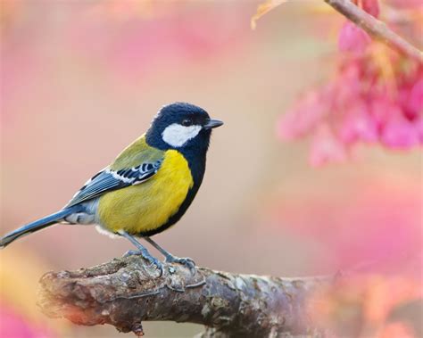 Blue Tit Pink Bokeh Wallpaper 1280x1024