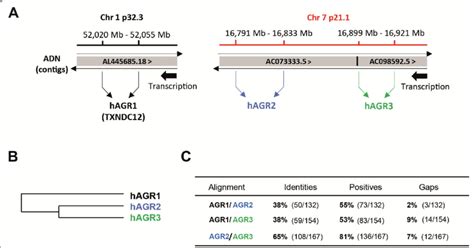 Comparisons Of Chromosomal Gene Positions And Sequence Homologies Of Download Scientific