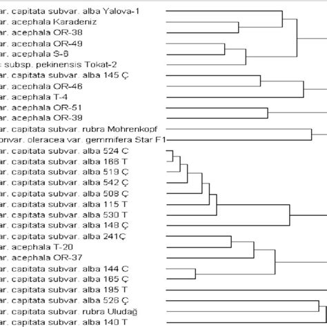 dendrogram displaying groupings in a similarity matrix from upgma