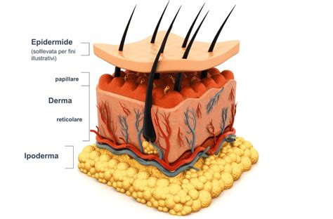 Ipoderma Comè Fatto Funzioni Lipofilling E Liposuzione X115®