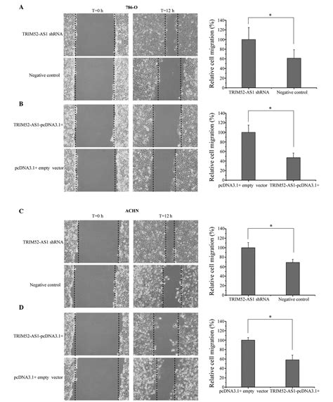 Downregulation Of Long Non Coding Rna Trim52 As1 Functions As A Tumor