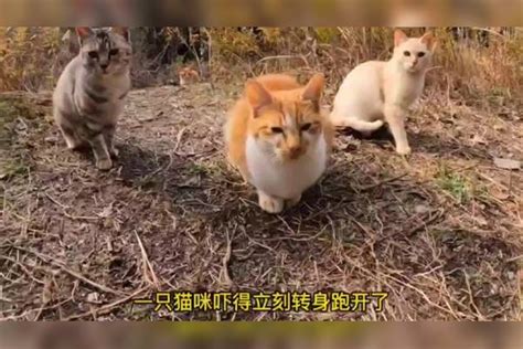 喂养了1个月的流浪猫被杀害了，幸运的是猫又找到了她的孩子猫又幸运孩子