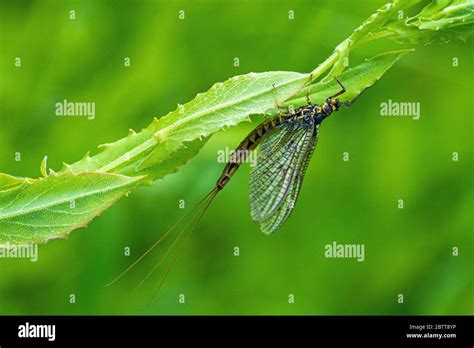 Green Drake Mayfly Ephemera Danica Male In Spring With Greengrass Field