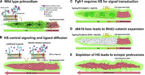 Hspgs Control Cell Polarity Ligand Distribution And Activation Of Wnt Download Scientific