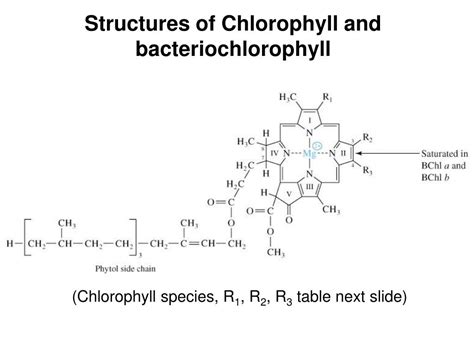 Ppt Principles Of Biochemistry Third Edition Powerpoint Presentation Id 469095