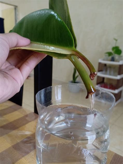 Variegated Rubber Tree Tanaman Karet Variegata Rubber Tree Variegated Tree